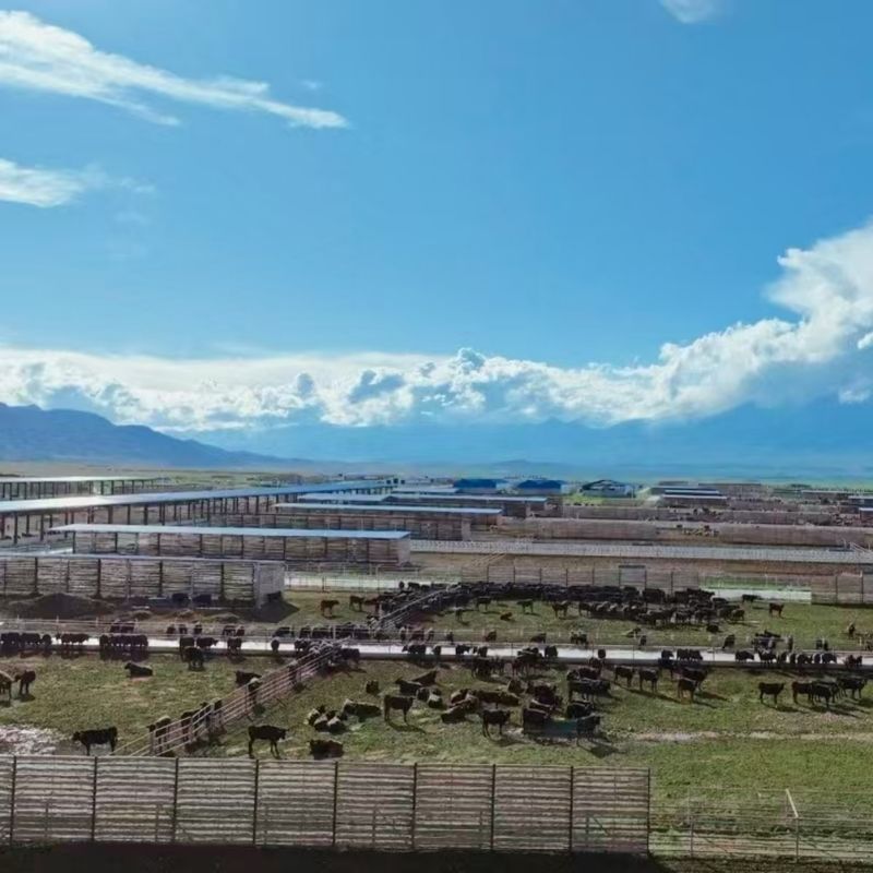 Cattle Shed with Galvanized Steel Frame & Open-Sided Shade Roof for ...