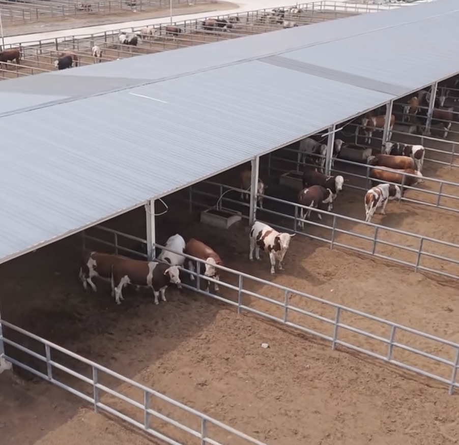 Galvanized Steel Cow Shed for Dairy & Beef Farms