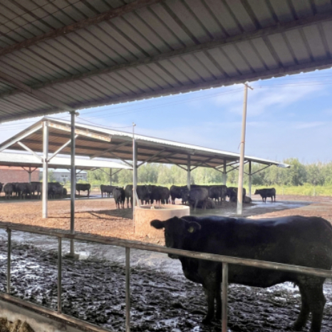 Durable Prefab Steel Cow Sheds for Dairy & Beef Cattle